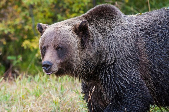 Discover Grizzly Bears from Banff - The Bottom Line: Is This Tour for You?