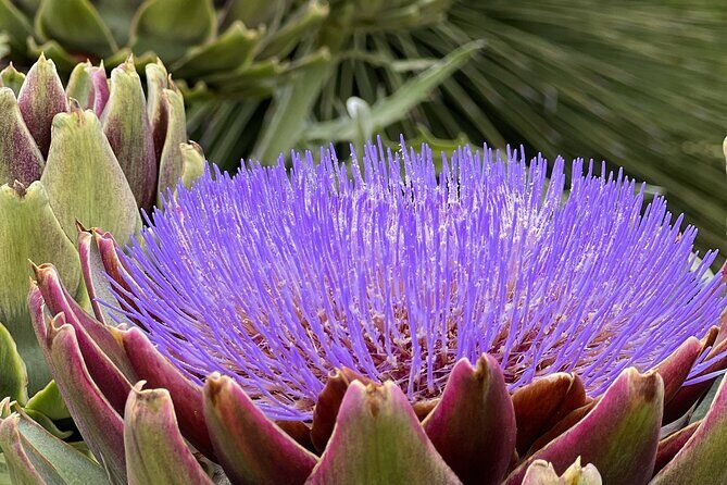 Discover Hidden Stairways & Canyon Paths: Private Urban Adventure - What Travelers Say (Based on Reviews)