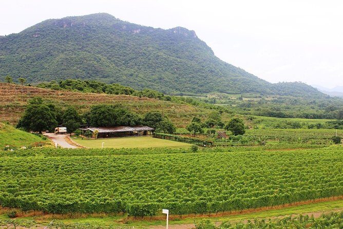 Discover Hua Hins Top Spots and Hills Winery Experience - Summary: Who Will Love This Experience?