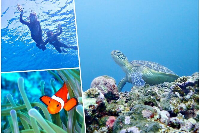 Discover Ishigaki's Hidden Treasures Snorkeling Tour at BlueCave - An Overview of the Tour Experience