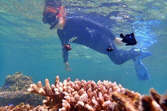 Discover Ishigaki's Hidden Treasures Snorkeling Tour at BlueCave - Authentic Encounters and Stunning Views
