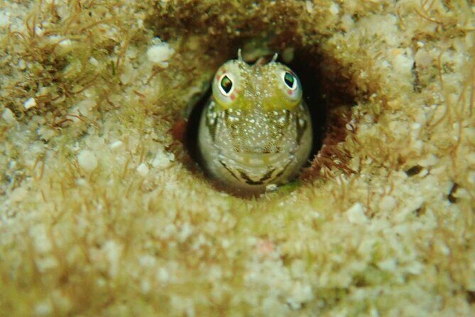 Discover Ishigaki's Hidden Treasures Snorkeling Tour at BlueCave - Final Thoughts