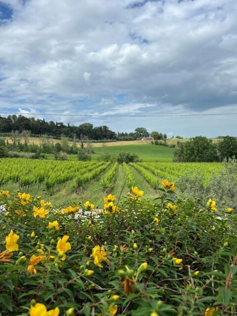 Discover Italian Wines: Exclusive Tasting at Tenuta La Viola - Discover Italian Wines: Exclusive Tasting at Tenuta La Viola - A Practical Guide for Lovers of Authenticity and Flavor