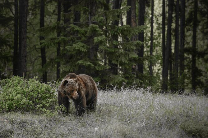 Discover Jasper and its Wildlife - What’s Included in the Wildlife Discovery Tour