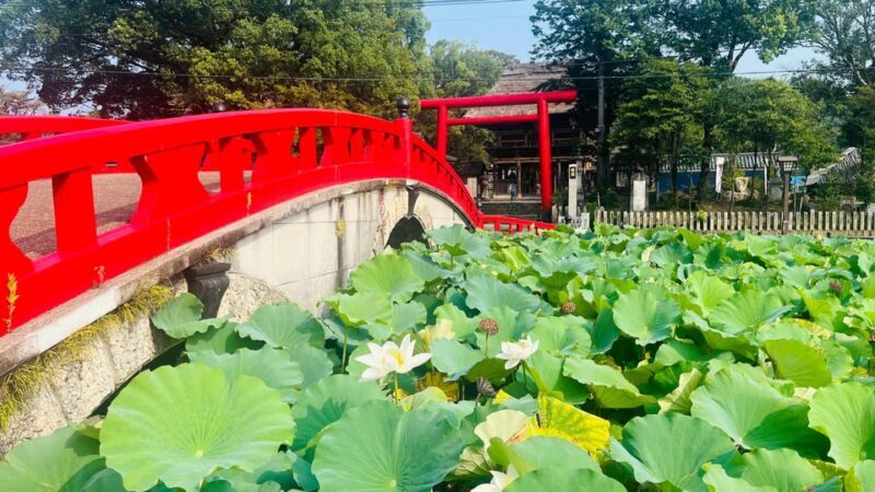 Discover Kumamoto's Hidden Gem: Kumamoto Awaits You - Authenticity and Value