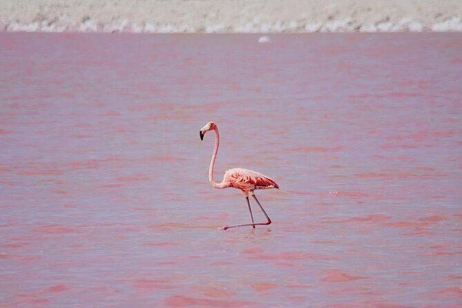 Discover Las Coloradas History on Deluxe Guided tour - A Taste of Local Cuisine
