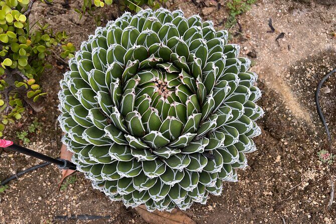 Discover Lush Gardens, Trees & Neighborhoods: Private - FAQ