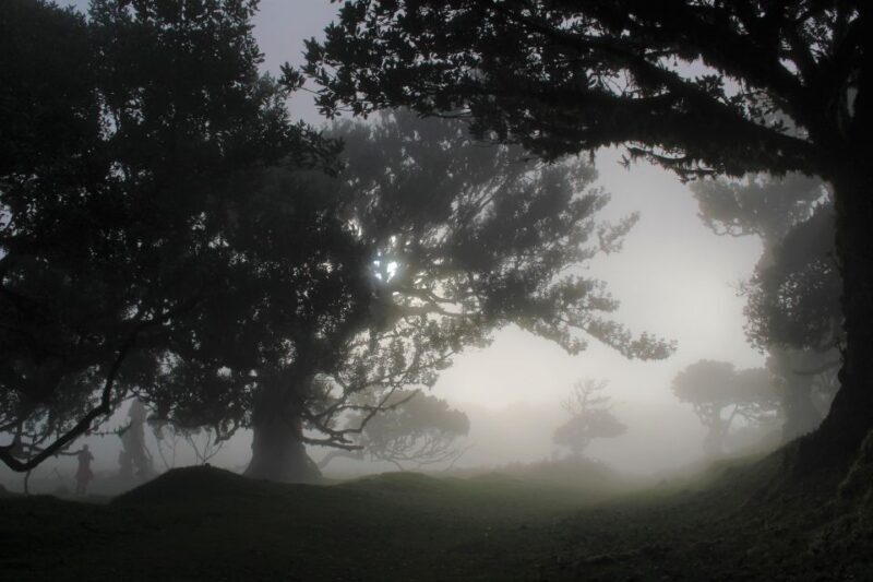 Discover Madeira's idyllic hikes & beauty on foot & wheels! - Who Will Love This Tour?