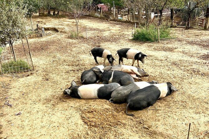 Discover Montepulciano: Cinta Senese Pigs, Lunch & wine in a Farm - Practical Details and Tips