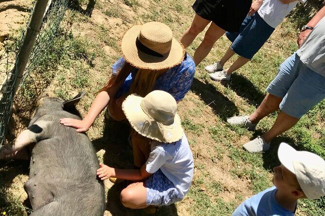 Discover Montepulciano: Cinta Senese Pigs, Lunch & wine in a Farm - FAQ