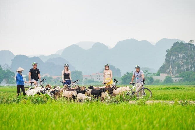 Discover Ninh Binh with a group of 11: Cycling, Lunch & Boat Tour - Key Points