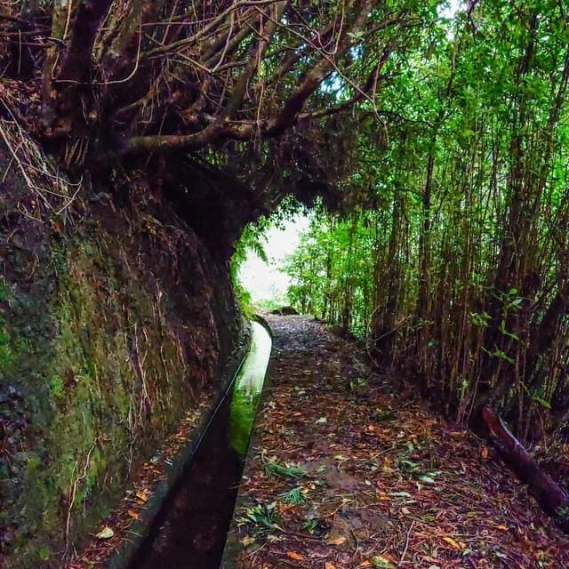 Discover one of our island's levadas in a relaxing way? - An Authentic Taste of Madeira’s Nature