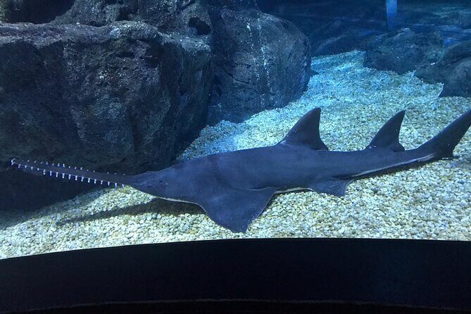 Discover Pattaya Underwater World with FREE Hotel Pickup - Discover Pattaya Underwater World with FREE Hotel Pickup