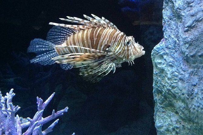 Discover Pattaya Underwater World with FREE Hotel Pickup - An In-Depth Look at the Underwater World Pattaya Experience