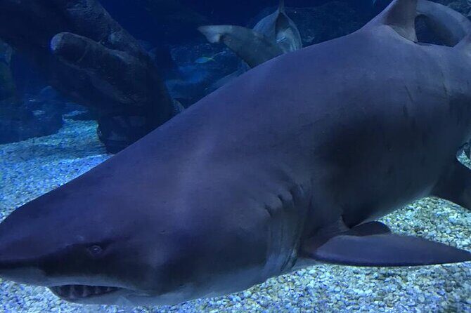 Discover Pattaya Underwater World with FREE Hotel Pickup - How It Fits Into Your Pattaya Visit