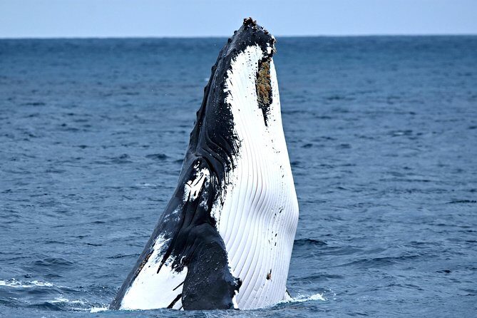 Discover Rottnest with Ferry & Bus Tour - Final Thoughts
