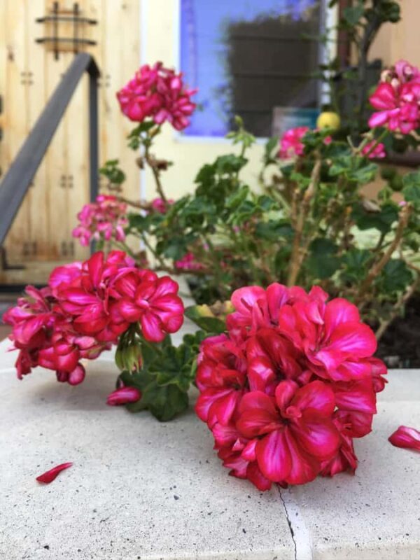 Discover Santa Monicas Hidden Stairways & Canyon Paths - An In-Depth Look at the Tour Experience