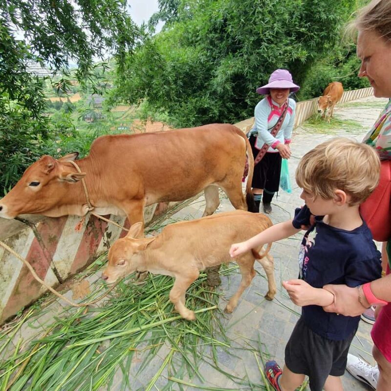 Discover Sapa: 1-day trek to Y Linh Ho, Lao Chai & Ta Van - The Sum Up