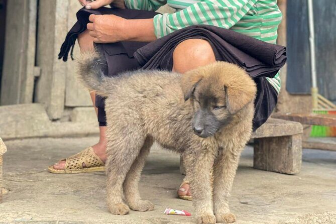 Discover Sapa: Guided Trek Through Rice Terraces & Local Villages - The Sum Up: Is It Worth It?