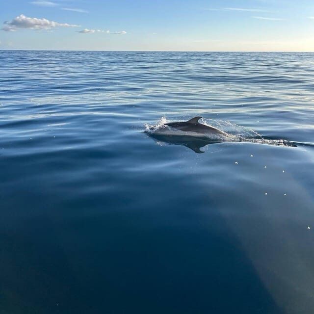 Discover Sardinia: Dolphin Watching and Capo Figari Tour - A Closer Look at the Sardinia Dolphin Watching Tour
