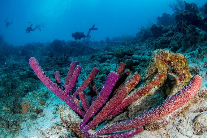 Discover Scuba Dive in Curacao - Who Should Consider This Tour
