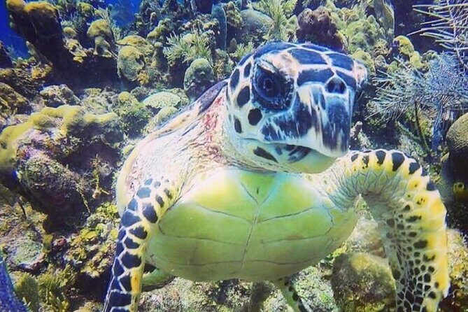 Discover Scuba Diving - The Broader Experience and Why It Matters