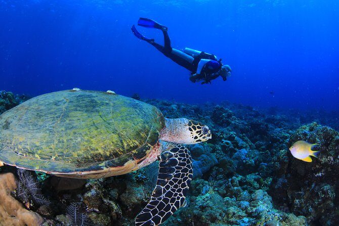 Discover Scuba Diving - Final Thoughts: Is It Worth It?
