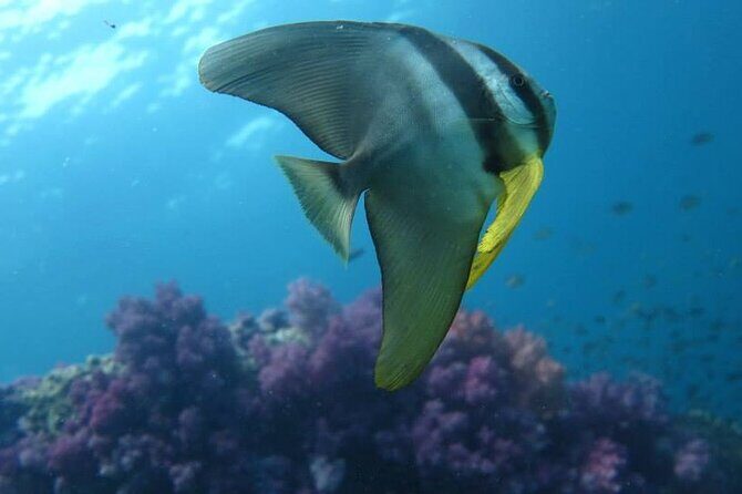 Discover SCUBA Diving - The Experience of the Guides and Equipment