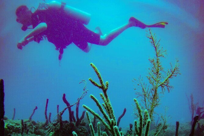 Discover Scuba Diving - Value Analysis: Is It Worth the Cost?