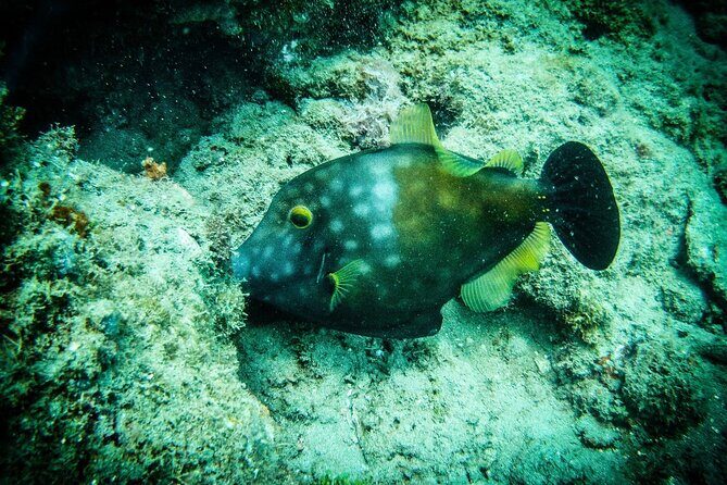 Discover Scuba Diving - Authentic Experiences and Customer Feedback