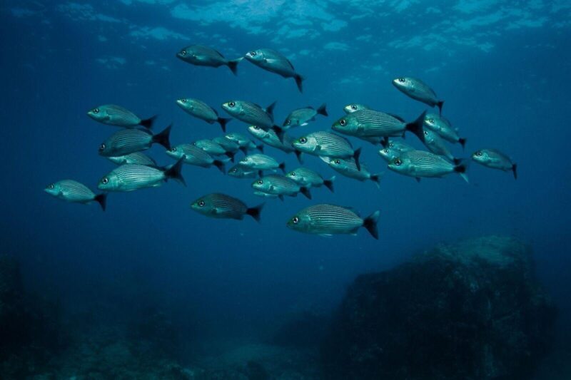 Discover Scuba Diving - What Travelers Say: Authentic Perspectives