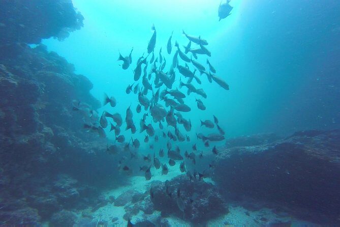 Discover Scuba Diving - Why Choose This Tour?