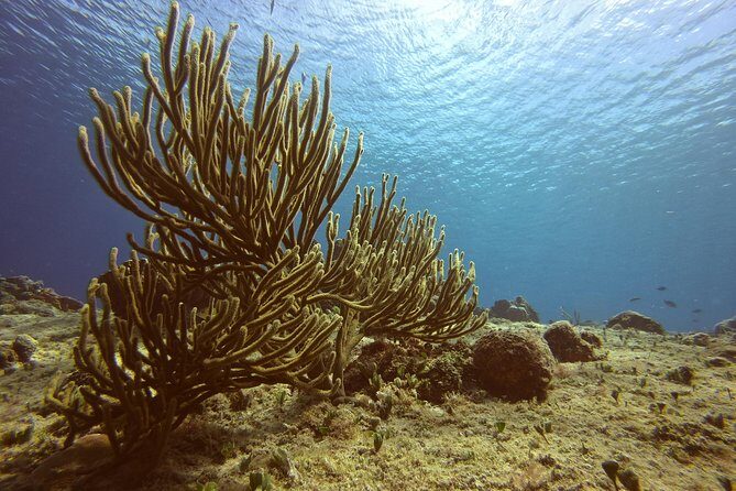 Discover Scuba Diving - What Sets This Experience Apart?