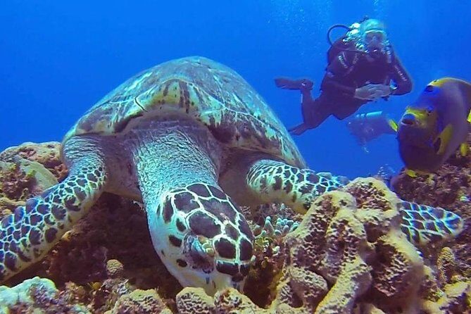 Discover Scuba Diving - FAQs