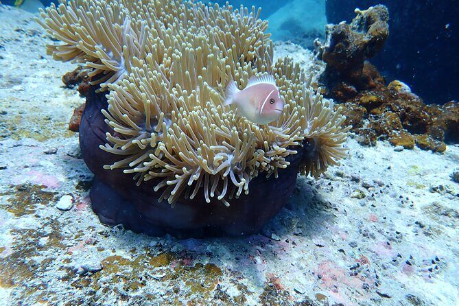 Discover Scuba Diving at Phu Quoc Island - Introduction: What Makes This Experience Stand Out?