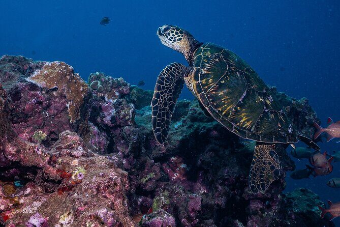 Discover Scuba Diving Class from Lahaina - Real Experiences from Past Participants