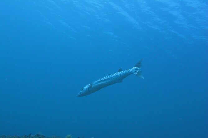 Discover Scuba Diving Day Trip in Amed and Tulamben - A Closer Look at the Bali Discover Scuba Experience