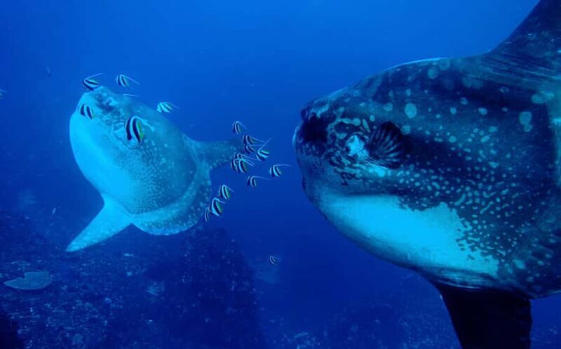 Discover Scuba Diving (DSD) Lembongan Island - Key Points