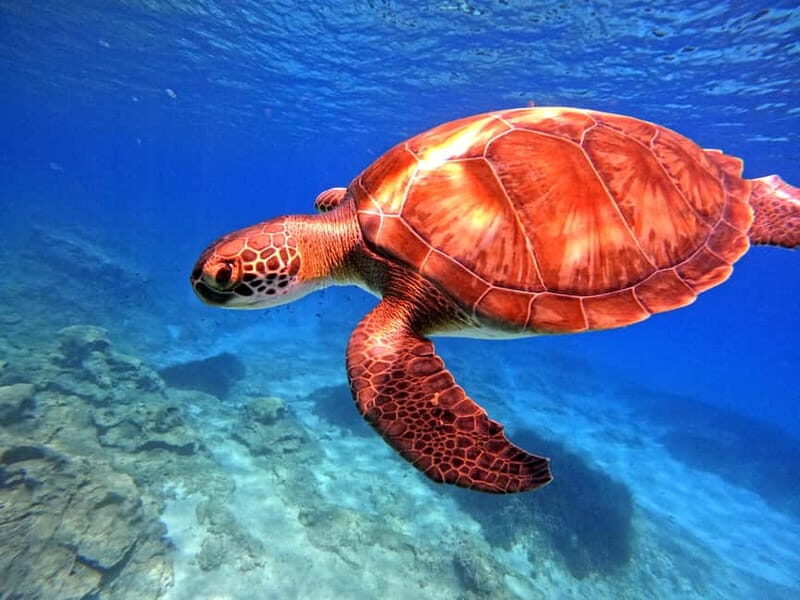 Discover Scuba Diving Experience - Final Thoughts: Is This Tour for You?