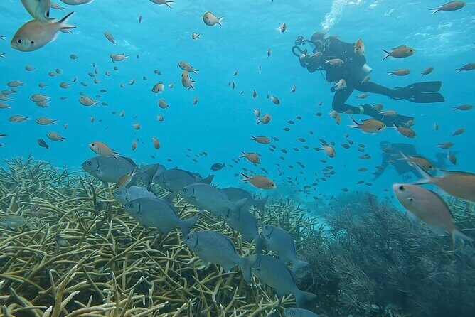 Discover Scuba Diving Experience - An In-Depth Look at the Discover Scuba Diving Experience