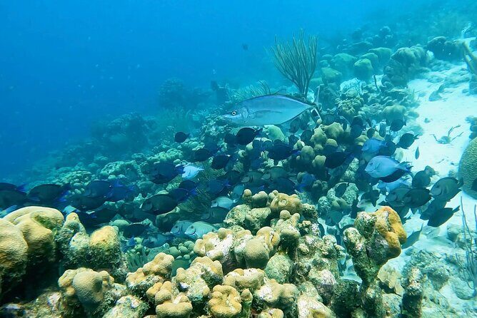 Discover Scuba Diving Experience - Who Is This Tour Best For?