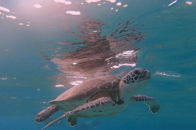 Discover Scuba Diving Experience - FAQ