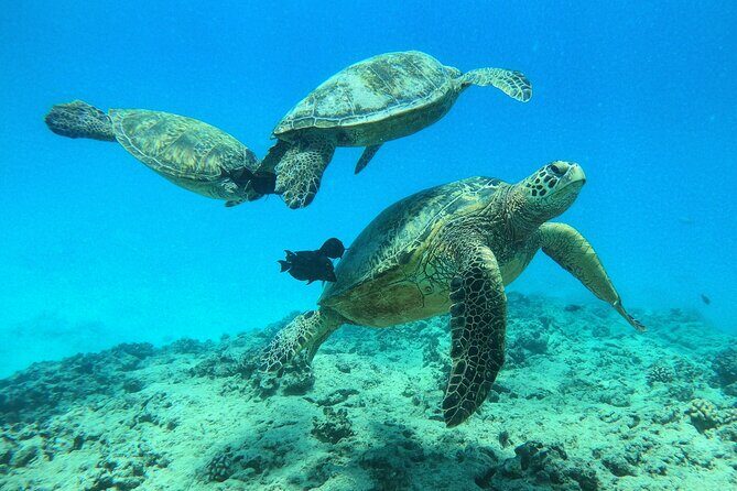 DISCOVER Scuba Diving Experience in Honolulu - Exploring the Honolulu Discover Scuba Tour