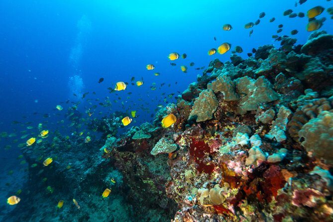 DISCOVER Scuba Diving Experience in Honolulu - What’s Included and What’s Not