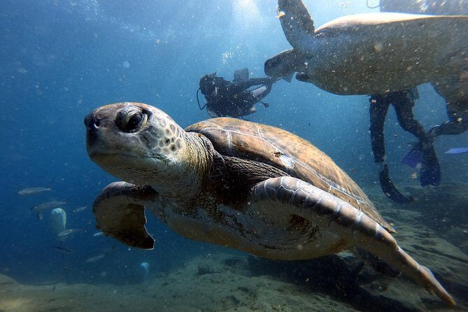 Discover Scuba Diving Experience in Turtle Habitat - An Introduction to the Experience