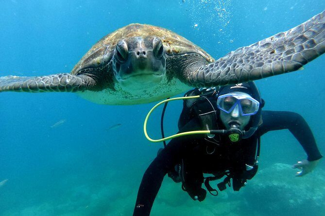 Discover Scuba Diving Experience in Turtle Habitat - Key Points at a Glance:
