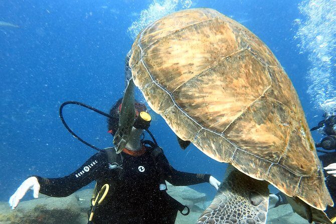 Discover Scuba Diving Experience in Turtle Habitat - The Bottom Line: Is It Worth It?