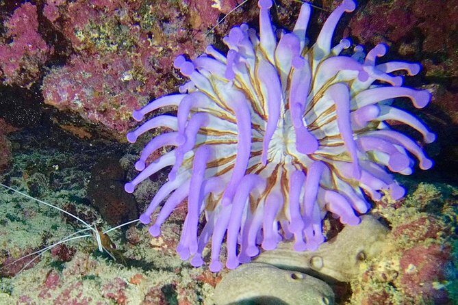 DISCOVER SCUBA DIVING - First step to your certification - Who Would Love This Tour?