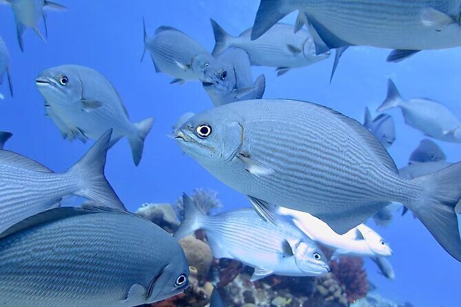 Discover Scuba Diving From Boat - Exploring the Experience in Detail