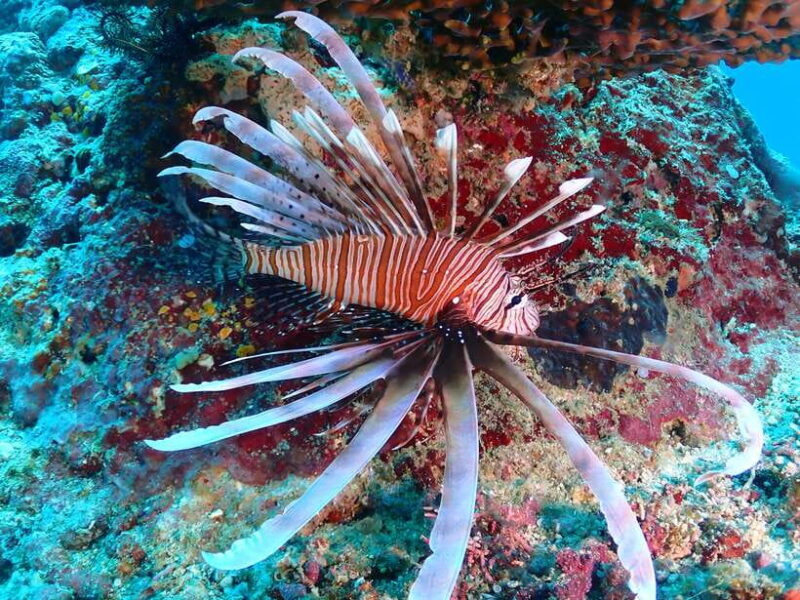 Discover Scuba Diving in Boracay - Introduction to the Boracay Underwater Experience